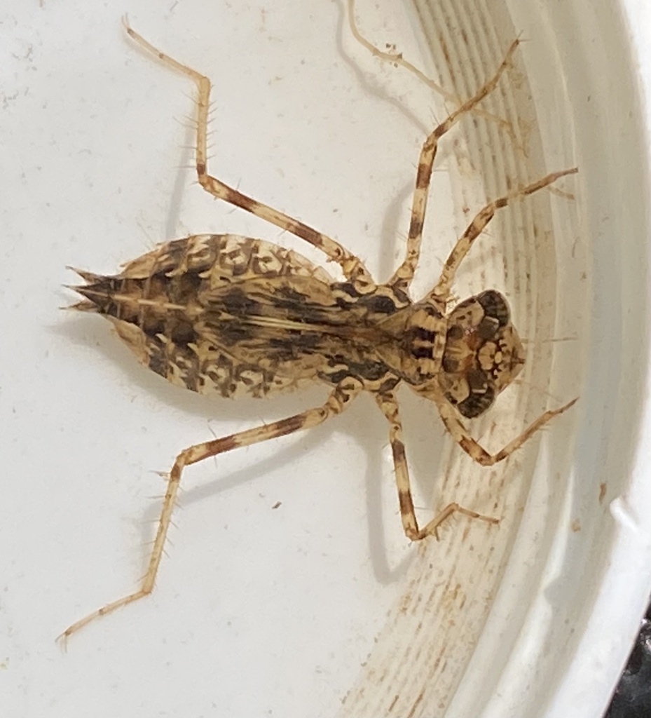 Navy Dropwing from City Of Mbombela Rural, MP, ZA on February 7, 2024 ...