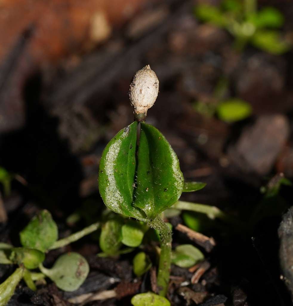 plants from Banda Banda NSW 2446, Australia on April 9, 2019 at 07:58 ...
