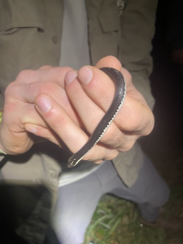 Cuban Lesser Racer (Caraiba andreae) - Snakes and Lizards