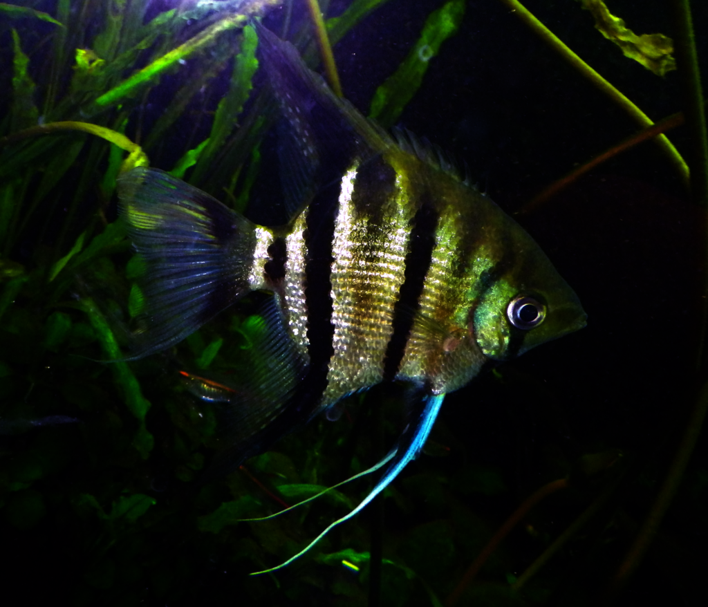 Dwarf Angelfish (Pterophyllum leopoldi) - Marine Life Identification