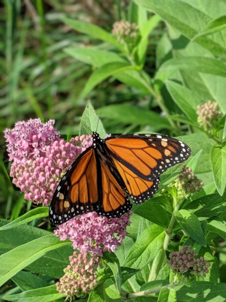 Monarch from Emmitsburg, MD 21727, USA on August 17, 2019 at 10:11 AM ...