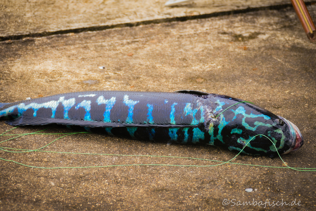 Snakeheads (Channidae) - Marine Life Identification
