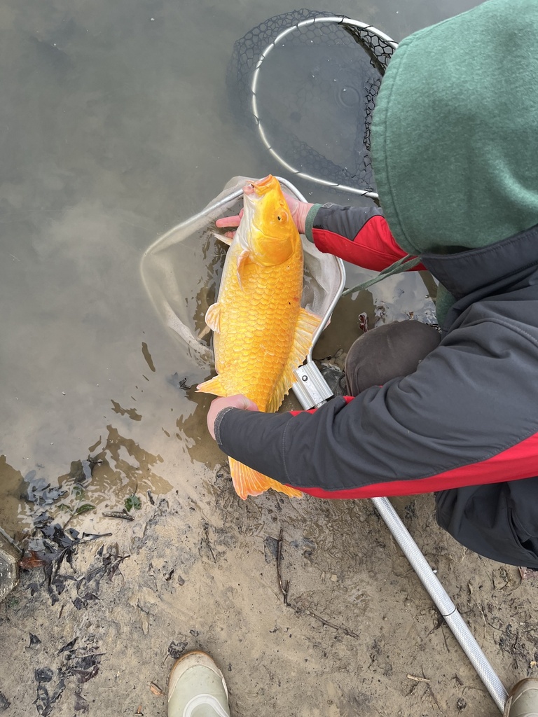 Amur Carp in February 2024 by Zakqary · iNaturalist