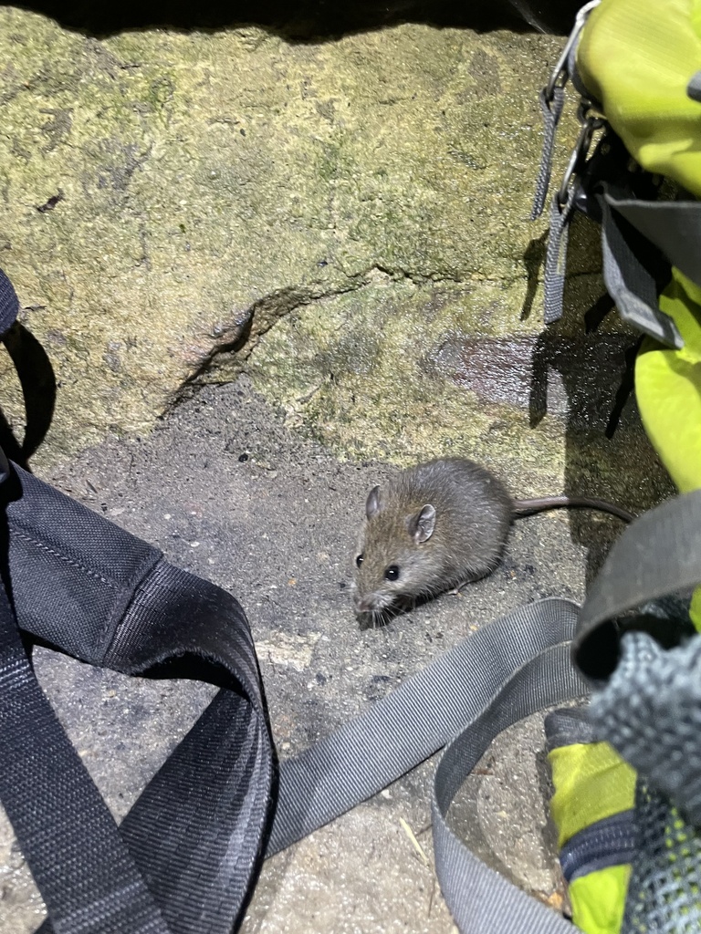 Australian Bush Rat from Blue Mountains National Park, Blue Mountains ...