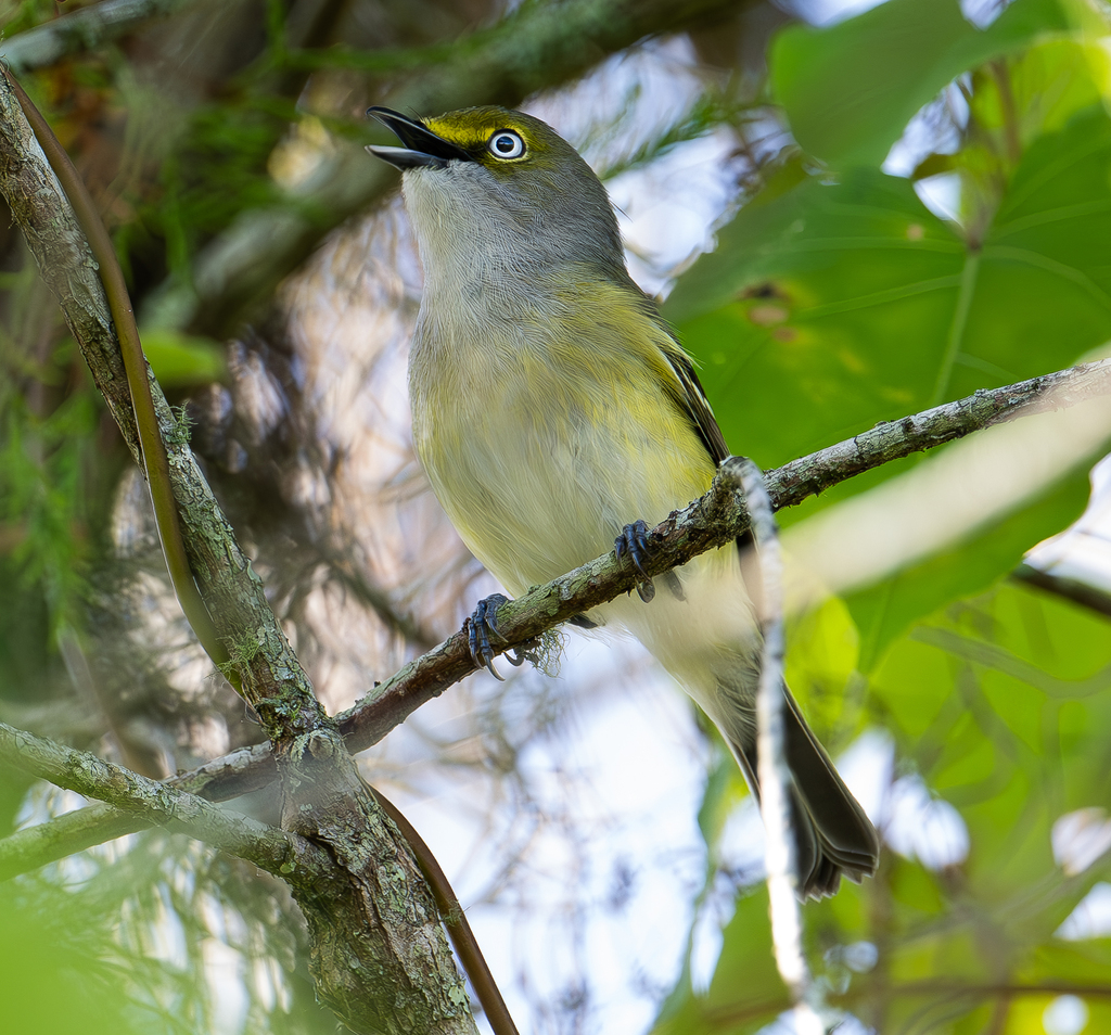White-eyed Vireo from Corkscrew, FL, USA on February 9, 2024 at 10:09 ...