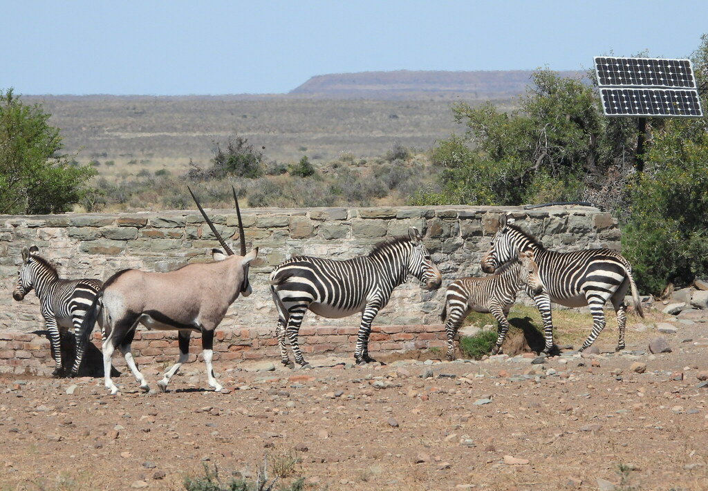 Cape Mountain Zebra from Central Karoo, Republika Południowej Afryki on ...