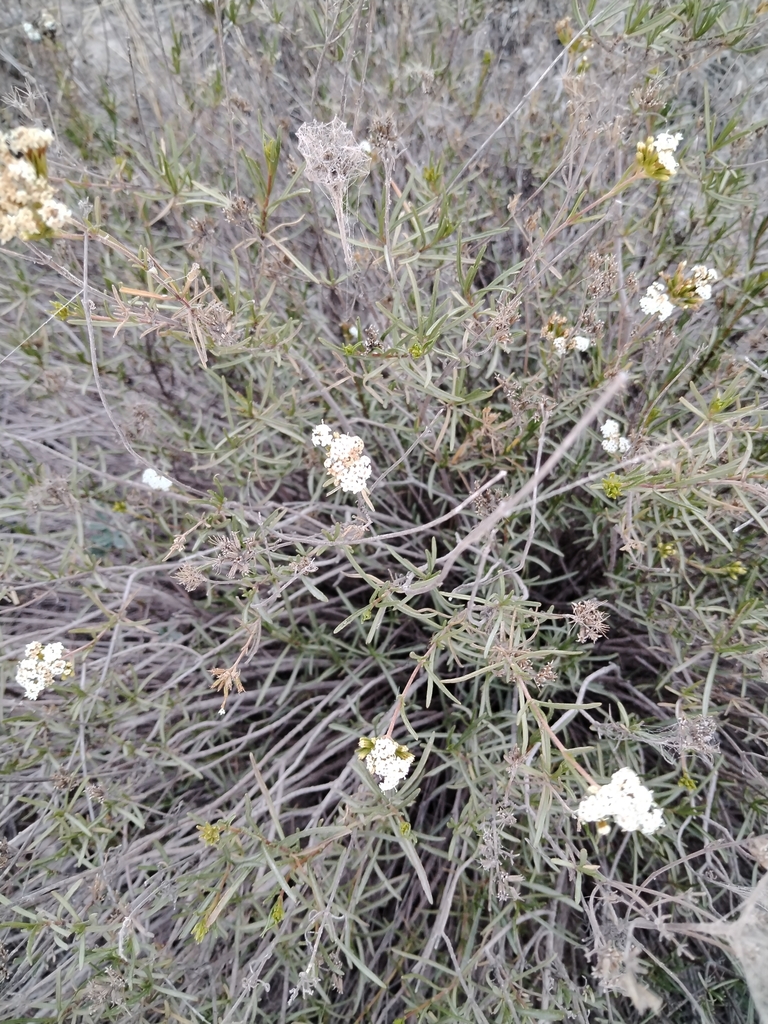 Sawtooth Candyleaf from 75225 Pue., México on February 10, 2024 at 09: ...