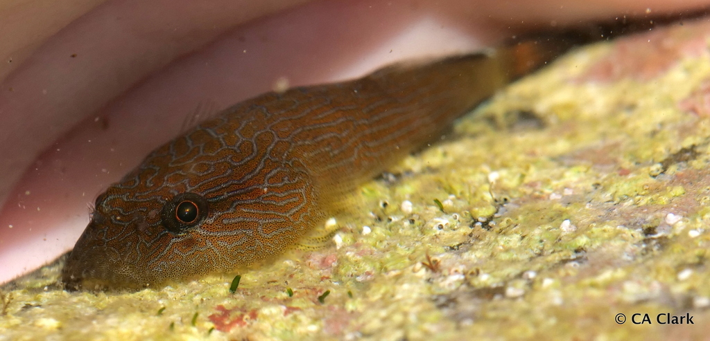 Panamic Clingfish from Parque Nacional Marino Ballena, Osa, Puntarenas ...