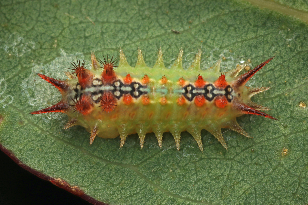 Four-spotted Cup Moth from Onkaparinga River, Onkaparinga - Hackham, AU ...
