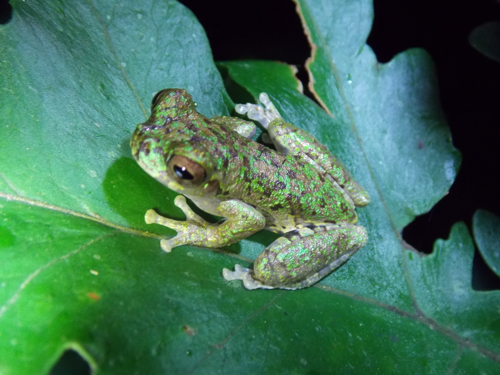 Lancaster's Tree Frog from Siquirres, CR-LI, CR on November 23, 2015 by ...
