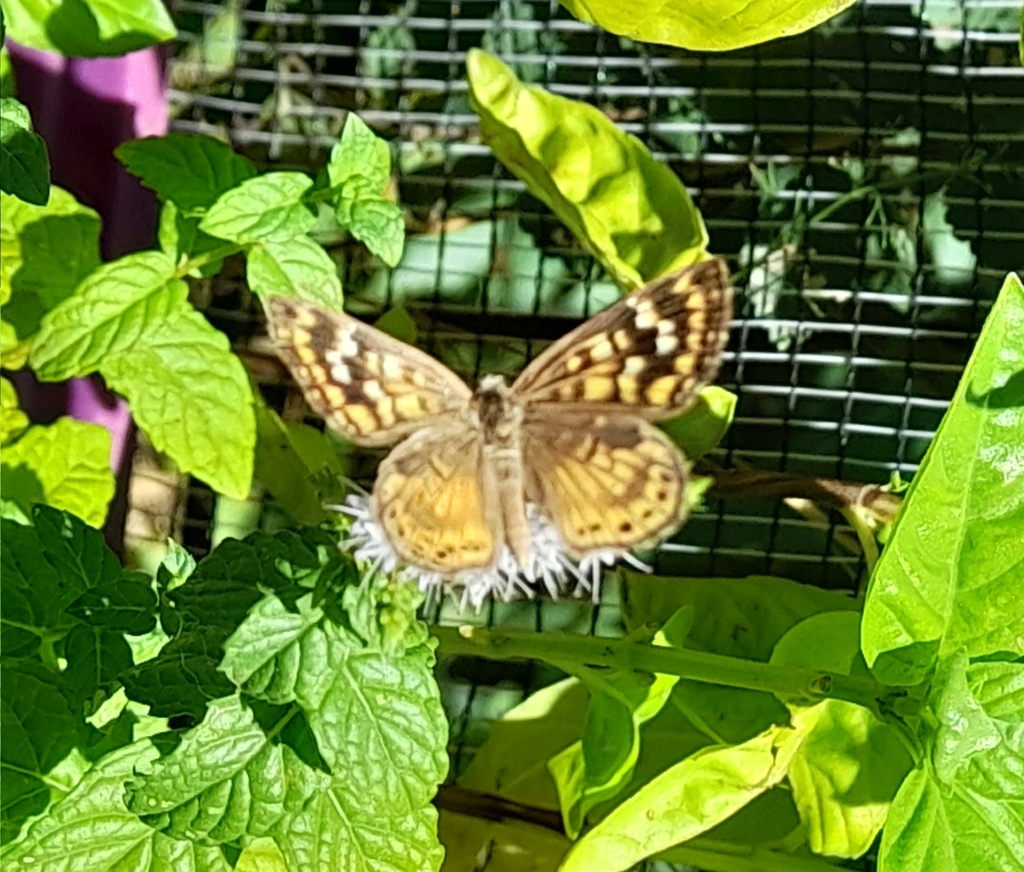 Aricoris from Choele-choel, Río Negro, Argentina on February 10, 2024 ...