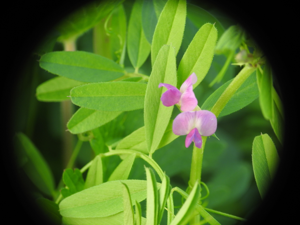 Common Vetch from Lake County, FL, USA on February 4, 2023 at 04:52 PM ...