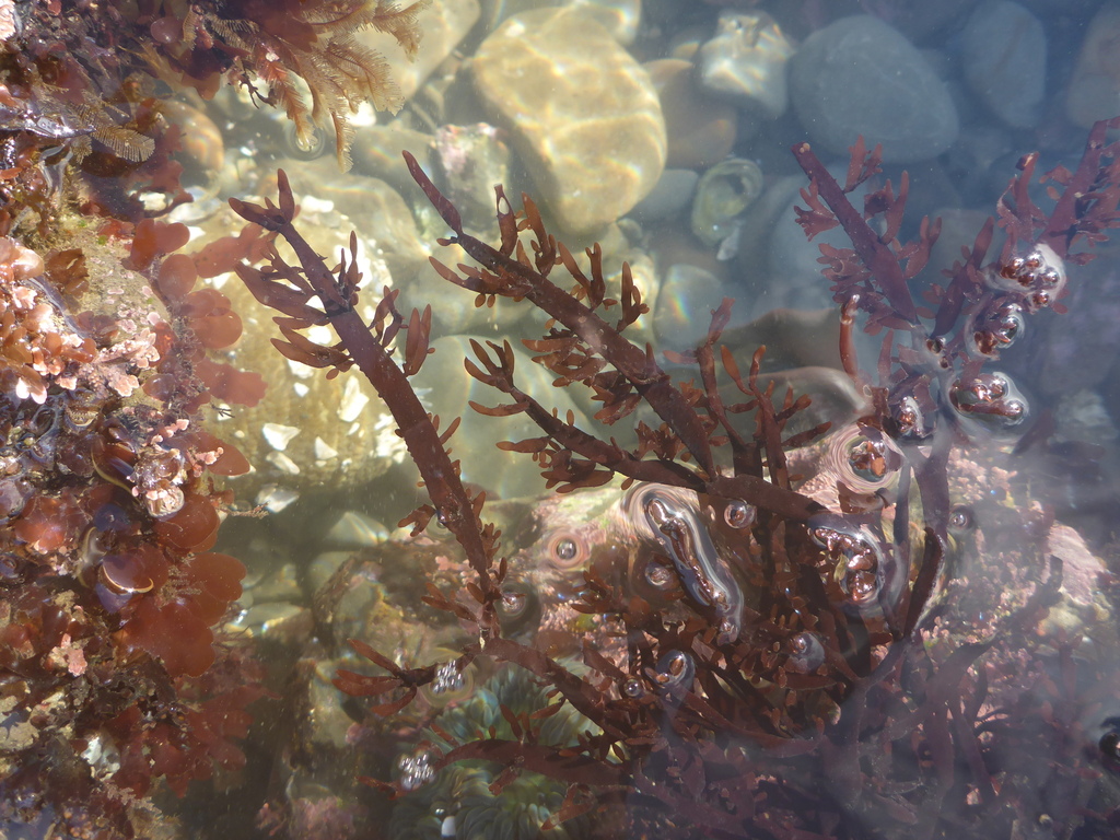 Prionitis from San Mateo County, CA, USA on February 9, 2024 at 04:16 ...