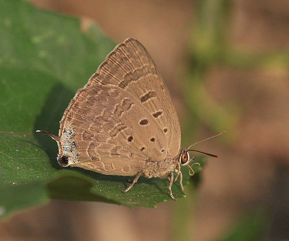 Indian Oakblue (Big Butterfly Month India Field guide - Gaurav S. Soman ...