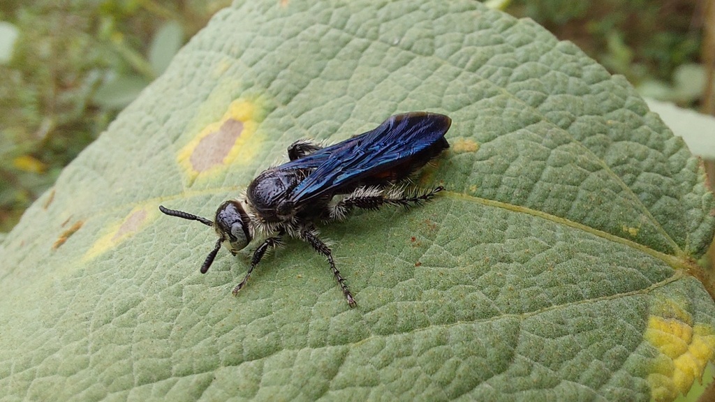 Caribbean scoliid wasp from Villanueva, Casanare, Colombia on February ...