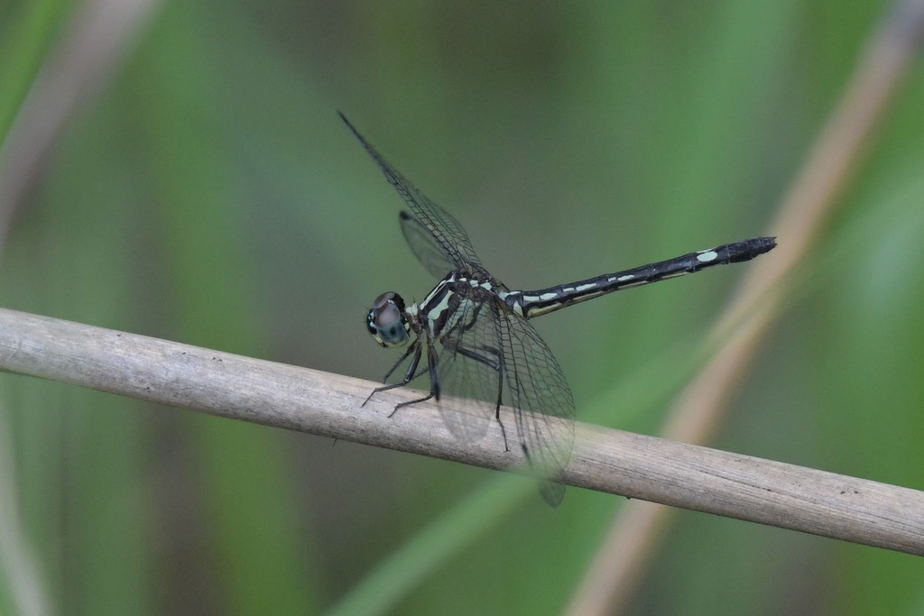 Neodythemis katanga from Ikelenge, Zambia on November 06, 2023 at 04:09 ...