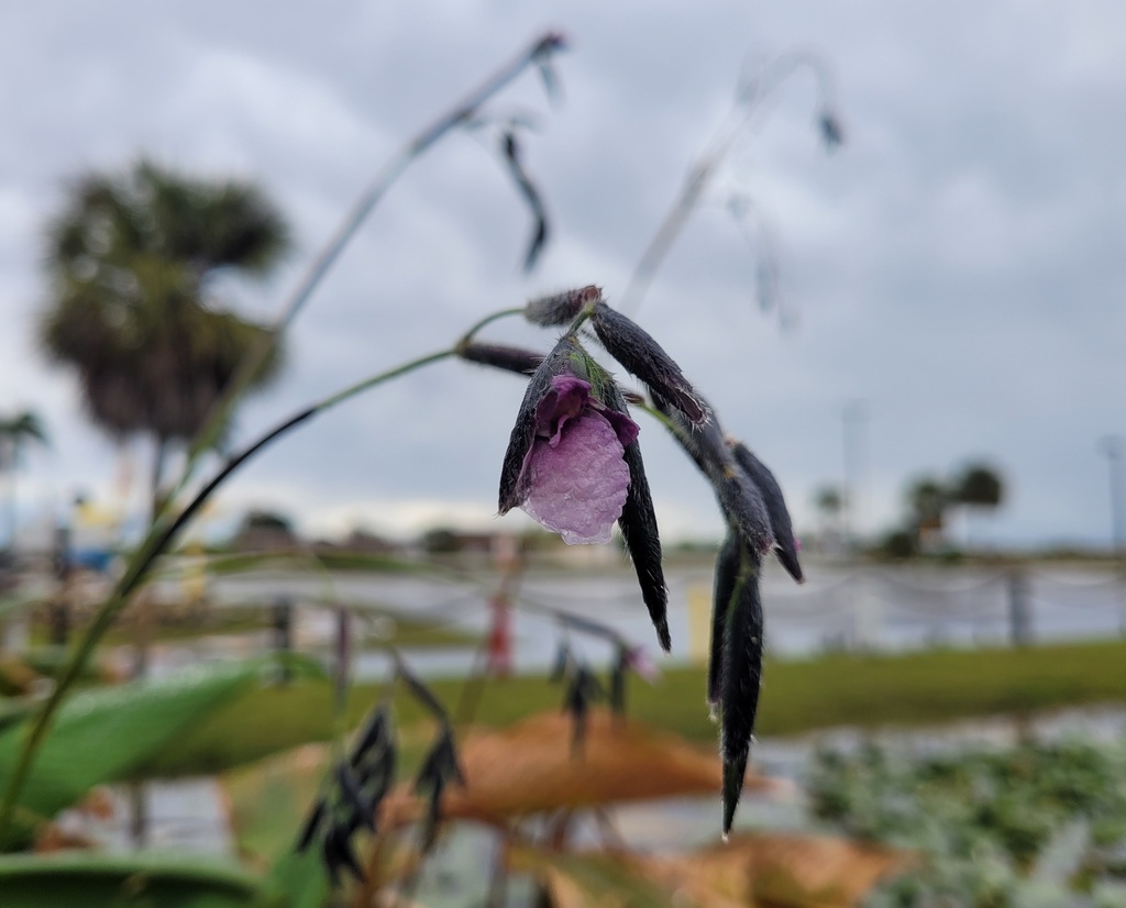 alligator flag from Miami-Dade County, FL, USA on February 4, 2024 at ...