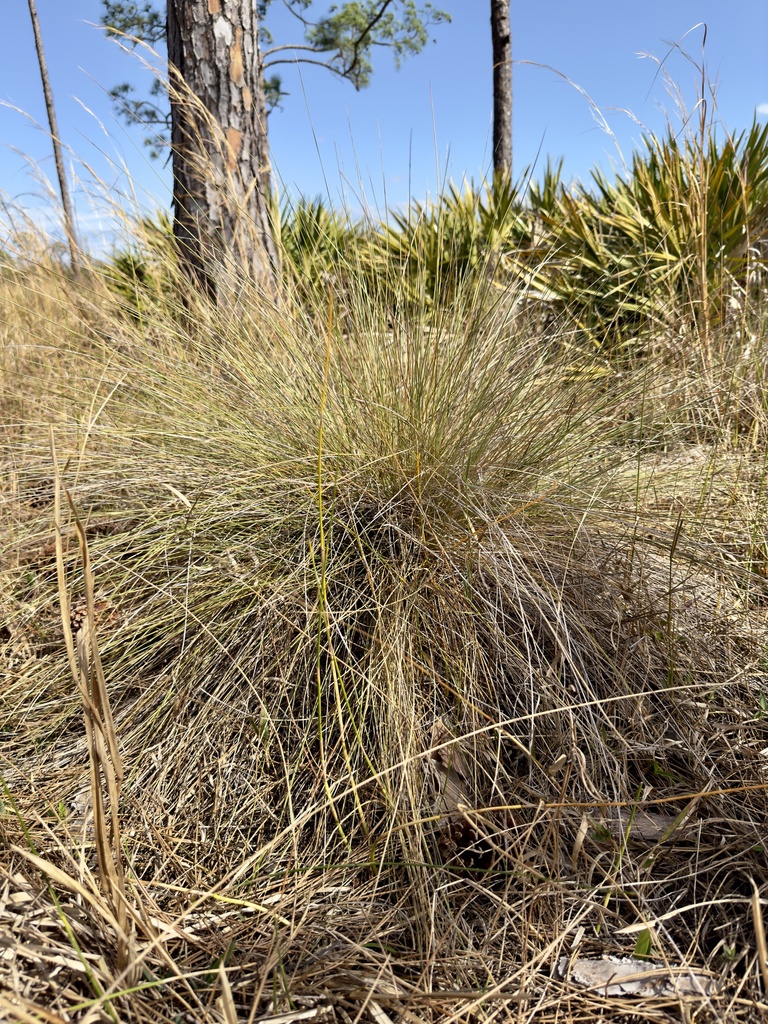 Southern Wiregrass from Sebring, FL, US on February 10, 2024 at 11:30 ...