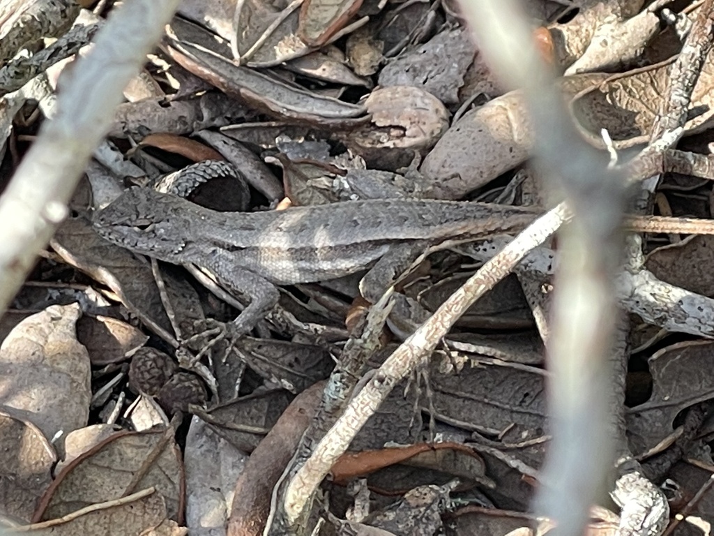 Florida Scrub Lizard in February 2024 by Connor O’Brien · iNaturalist
