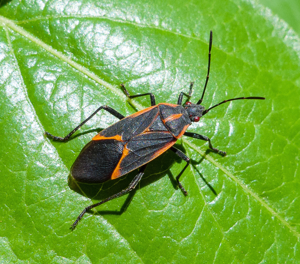 Boxelder Bugs (Arthropods of Rosewood Nature Study Area) · iNaturalist
