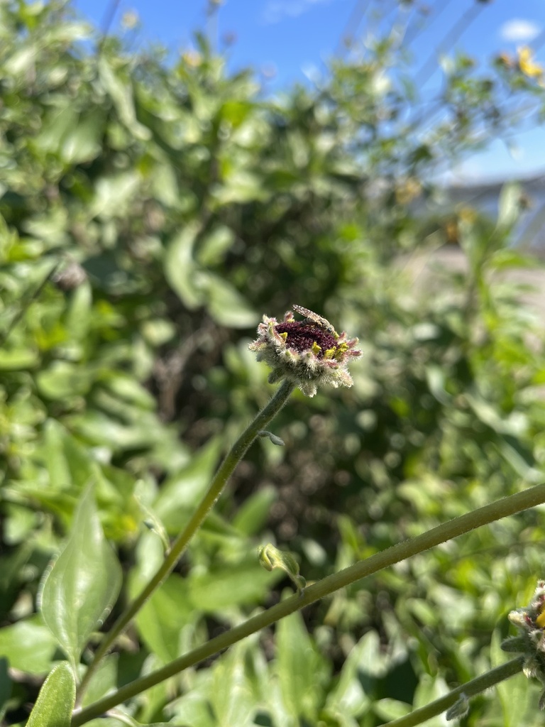 Sunflower Seed Maggot from Mission Bay Park, San Diego, CA, US on ...
