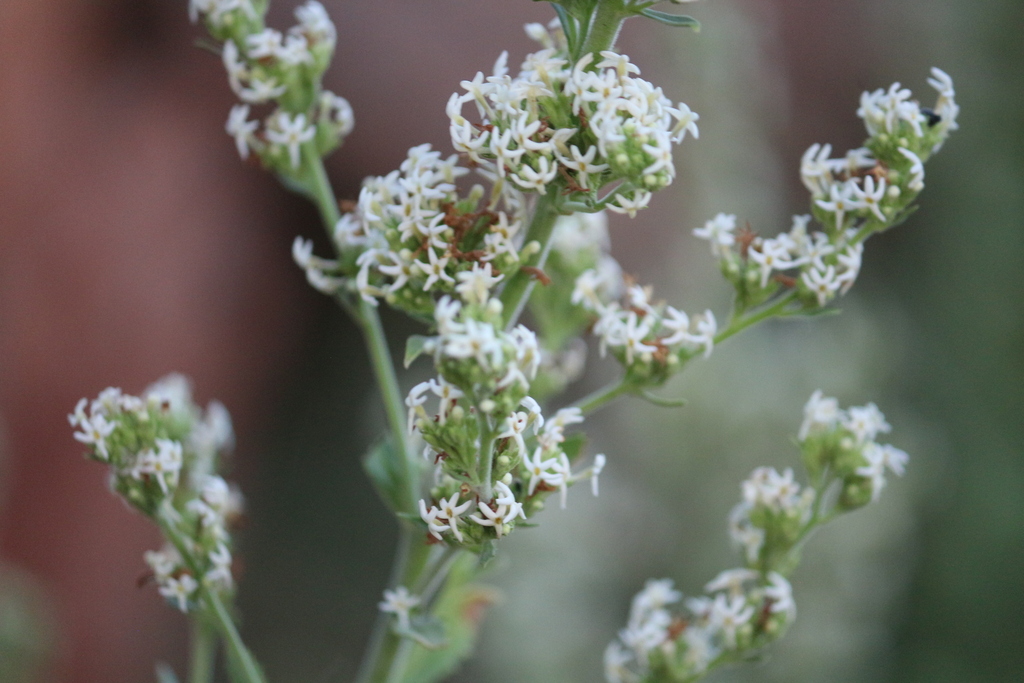 Manulea paniculata from Carletonville, 2499, South Africa on February ...