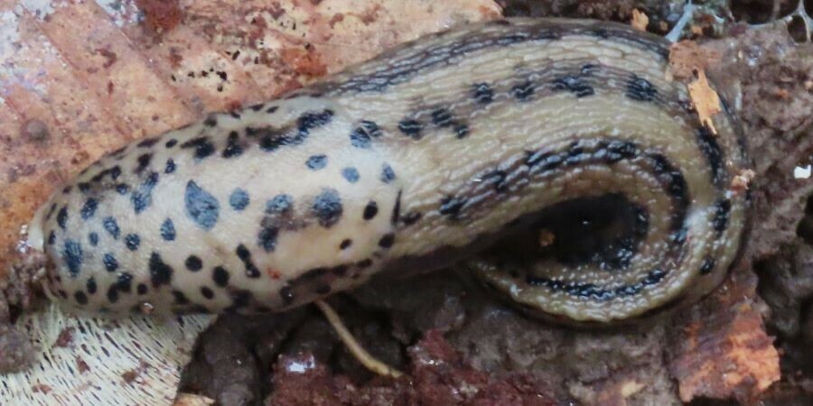 Leopard Slug from Great Falls, VA, USA on February 10, 2024 at 11:14 AM ...