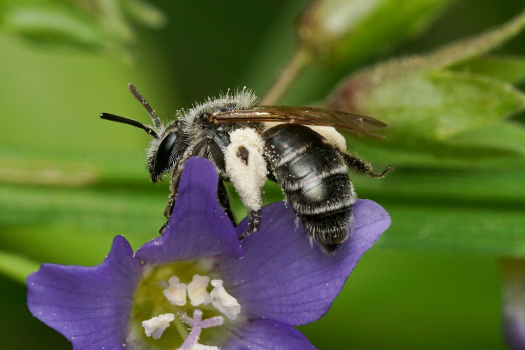 Jacob's Ladder Miner from Cuyahoga Co., Ohio, USA on May 18, 2023 at 01 ...