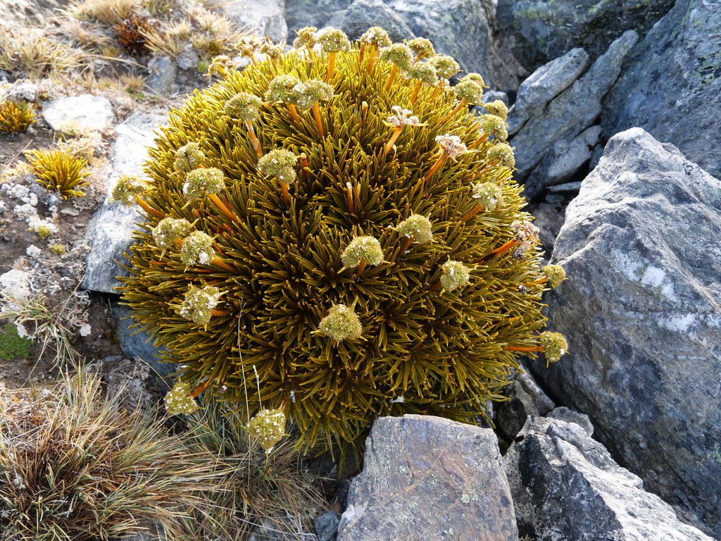 Aciphylla simplex from Cardrona 9382, New Zealand on January 29, 2024 ...