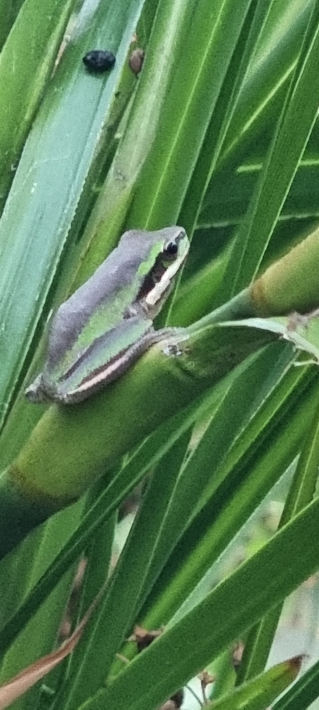 Eastern Dwarf Tree Frog from Alexandria NSW 2015, Australia on February ...