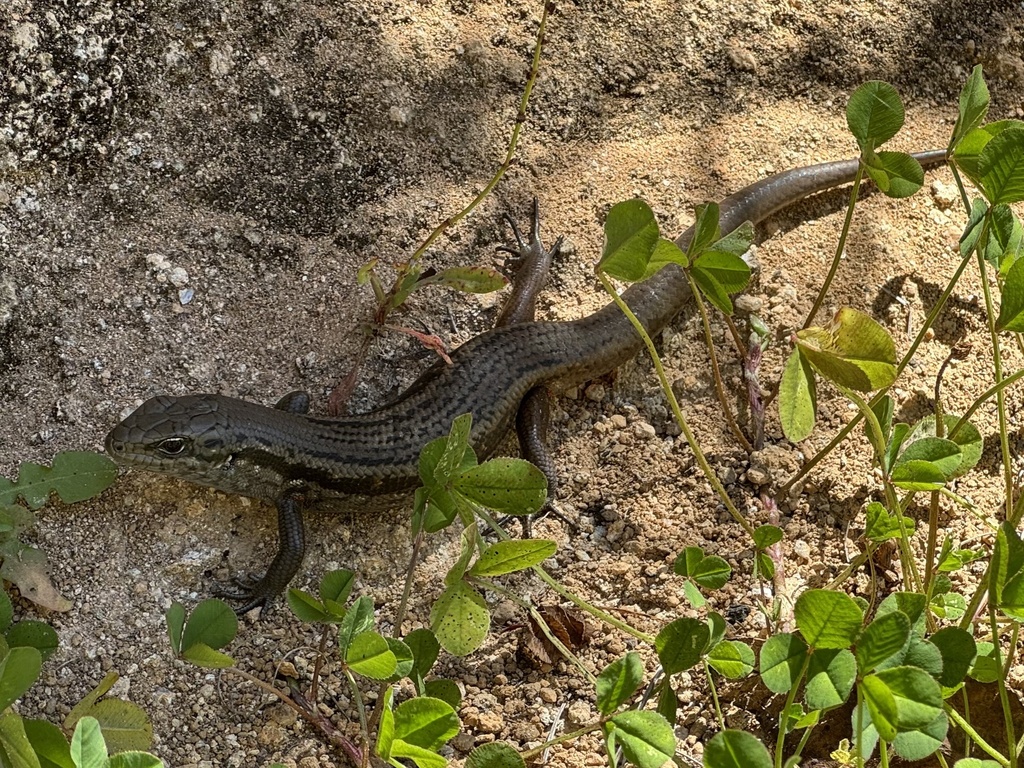 Montane Rock Skink from Namadgi National Park, Cotter River, ACT, AU on ...