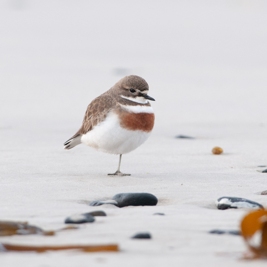 Double-banded Plover from Ocean Beach, Flinders VIC, Australia on ...