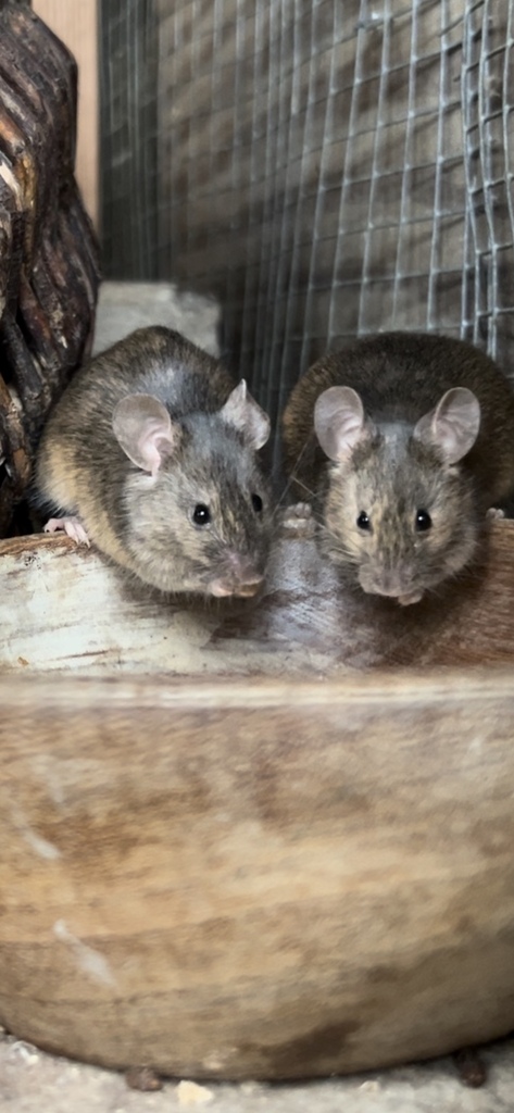 Western European House Mouse from Pisgah National Forest, Boone, NC, US ...