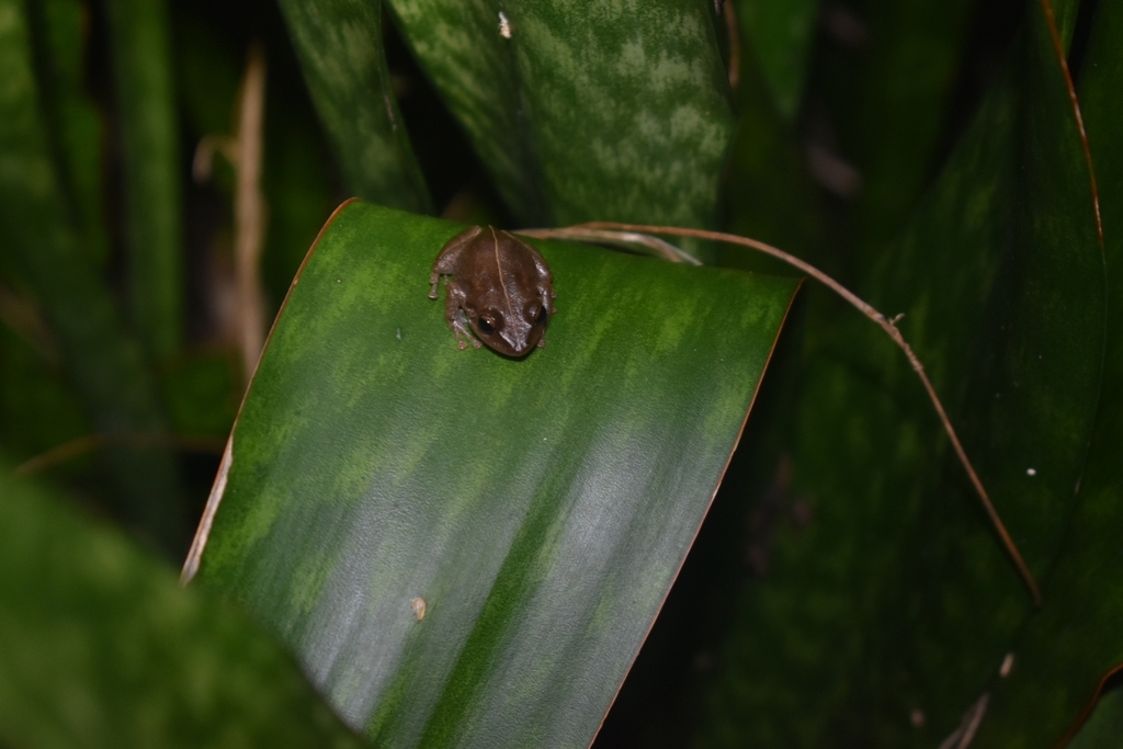 Common Coqui from 92WP+8QF, Carolina, 00985, Puerto Rico on February 26 ...