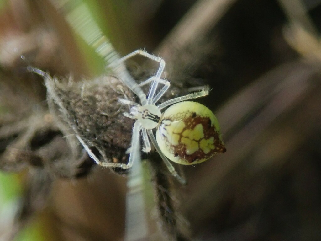 Chrysso from Ehlanzeni District Municipality, South Africa on January ...