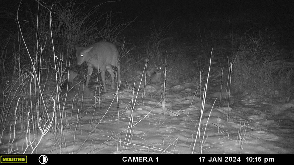 White-tailed Deer from Preston County, WV, USA on January 17, 2024 at 10:15 PM by Kyle Aldinger ...