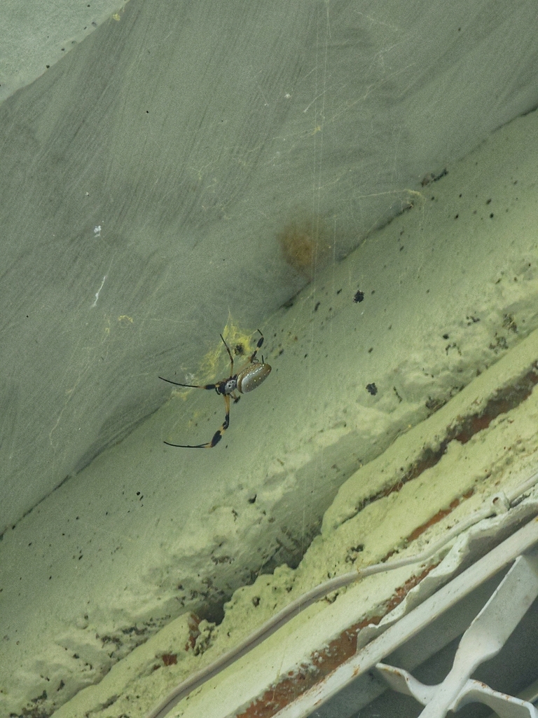 Golden Silk Spider from J8J8+WF3 Villa vieja Tegusigalpa, Olancho ...