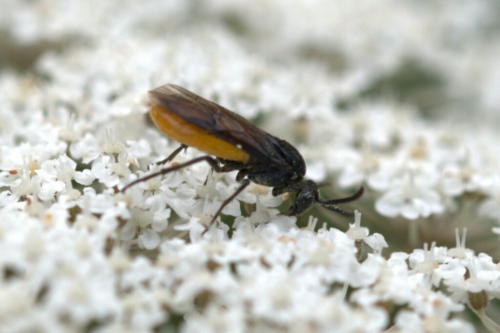 Large Rose Sawfly from 31863 Coppenbrügge-Behrensen, Deutschland on ...