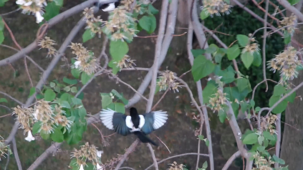 Eurasian Magpie from İstanbul, Türkiye on May 22, 2021 by Cem Deren ...