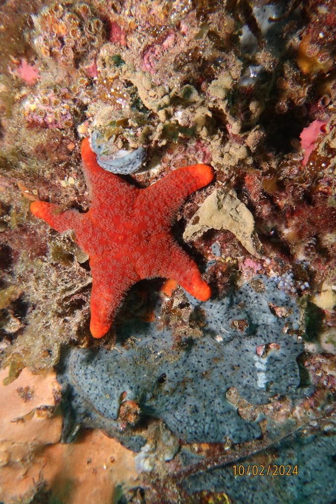 Velvet Sea Star from Rapid Bay jetty South Australia on February 10 ...