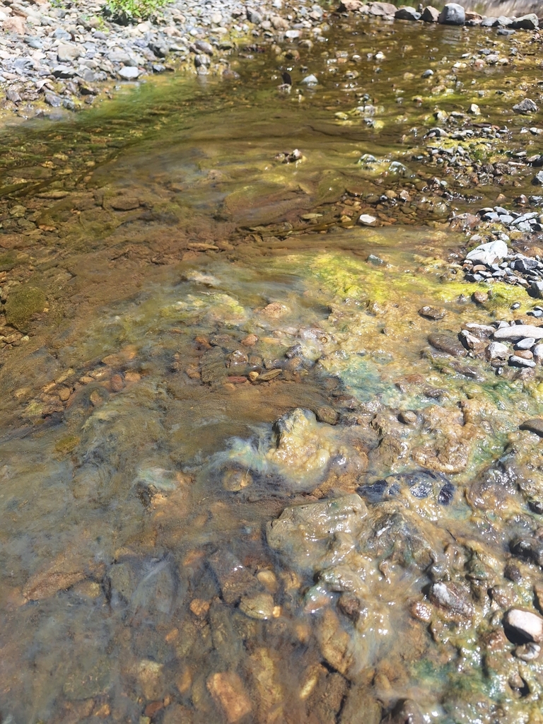 plants from Far North District, Northland, New Zealand on February 6 ...