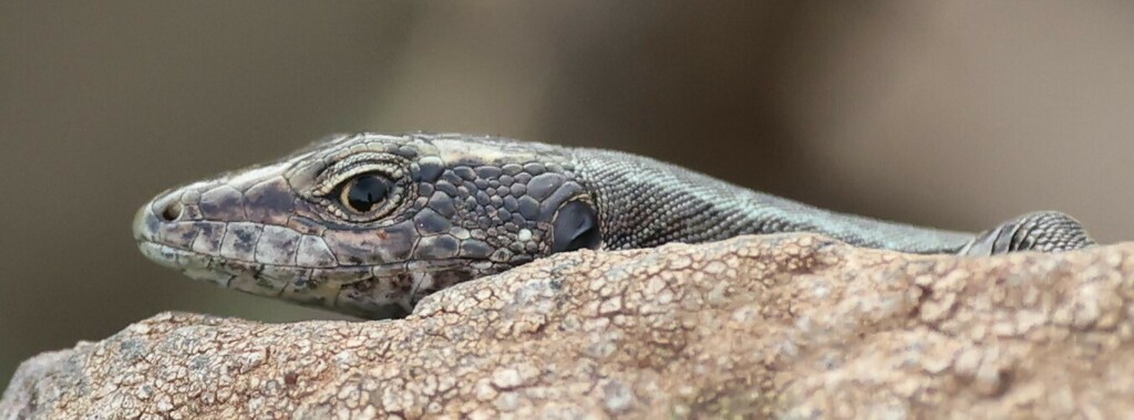 Madeira Lizard (Madeira) from Calheta, Portugal on December 5, 2023 at ...