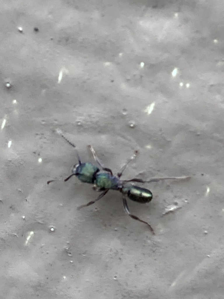 Green-head Ant from Burraneer Rd, Coomba Park, NSW, AU on February 11 ...