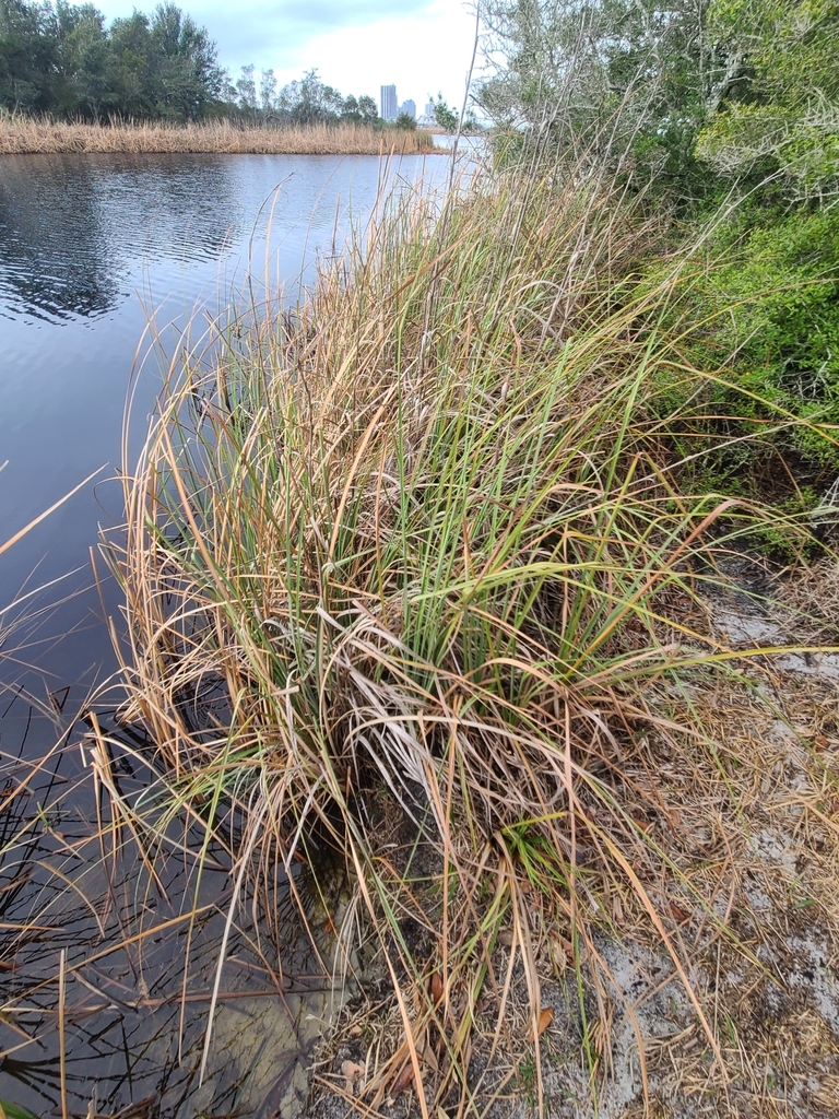 Jamaica swamp sawgrass from Canal Trail, Gulf State Park, Orange Beach ...