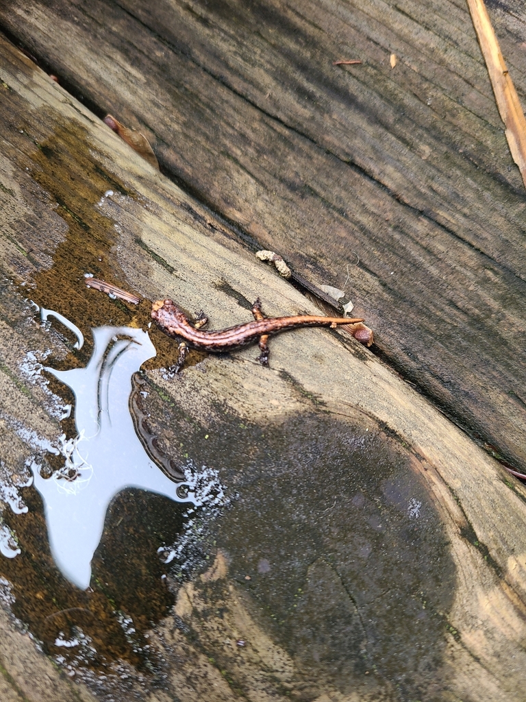 Wandering Salamander in February 2024 by Emma · iNaturalist