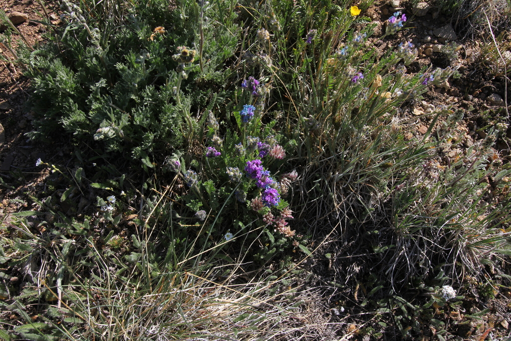 boreal locoweed from Summit County, CO, USA on July 7, 2018 at 10:08 AM ...