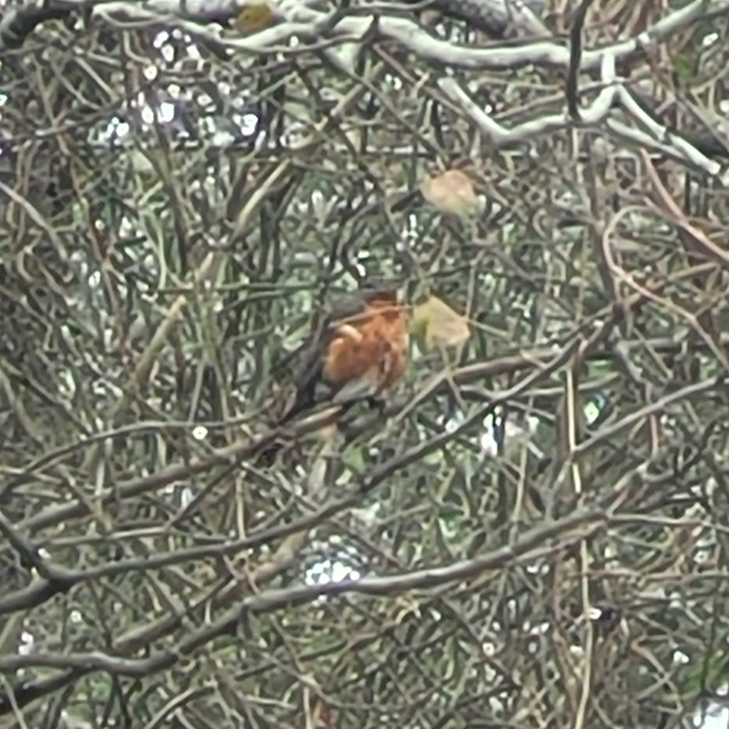 American Robin from Rock Creek, Little Rock, AR, USA on February 8 ...