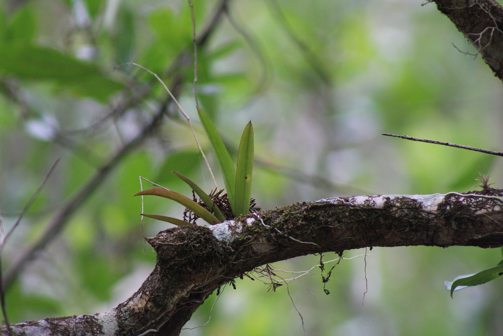 Delicate Violet Orchid in February 2024 by Adrian Alvarez · iNaturalist