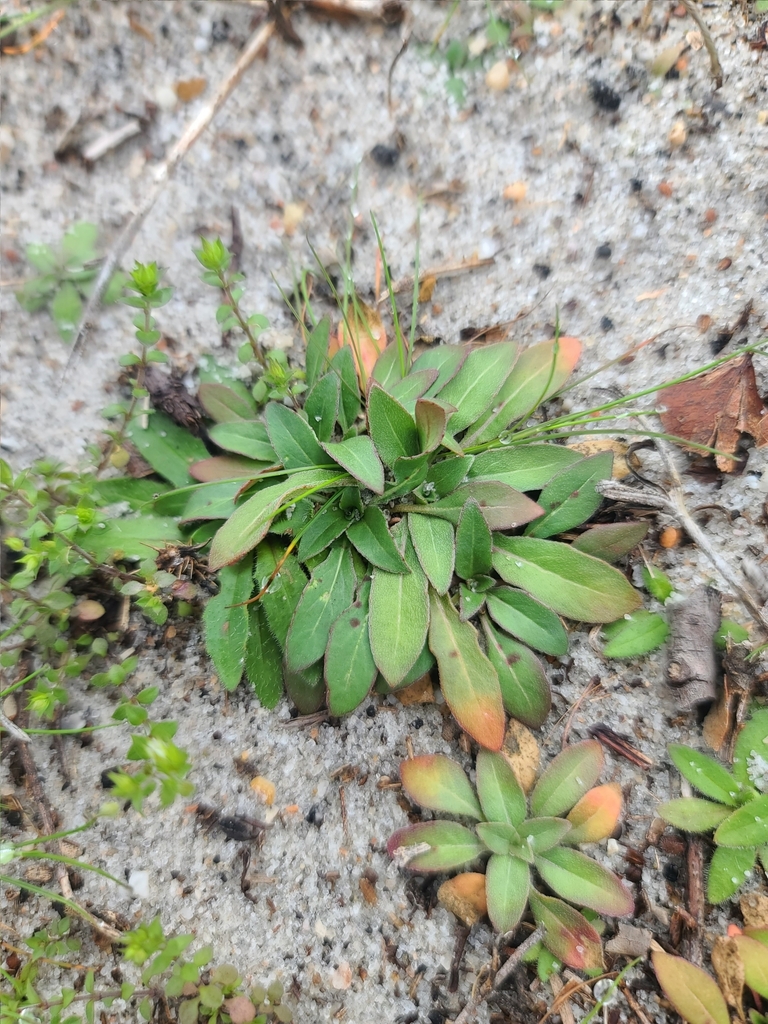 dwarf plantain from Gulf State Park, Orange Beach, AL 36561, USA on ...