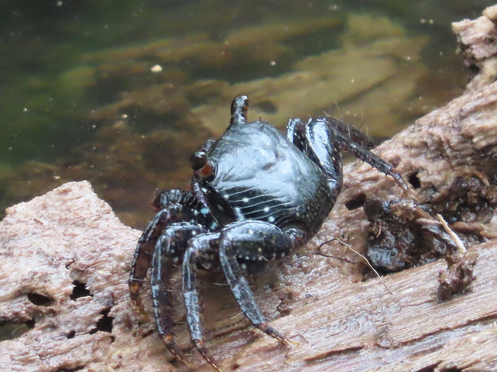 Mangrove Root Crab from Punta Laurel, Provincia de Bocas del Toro ...